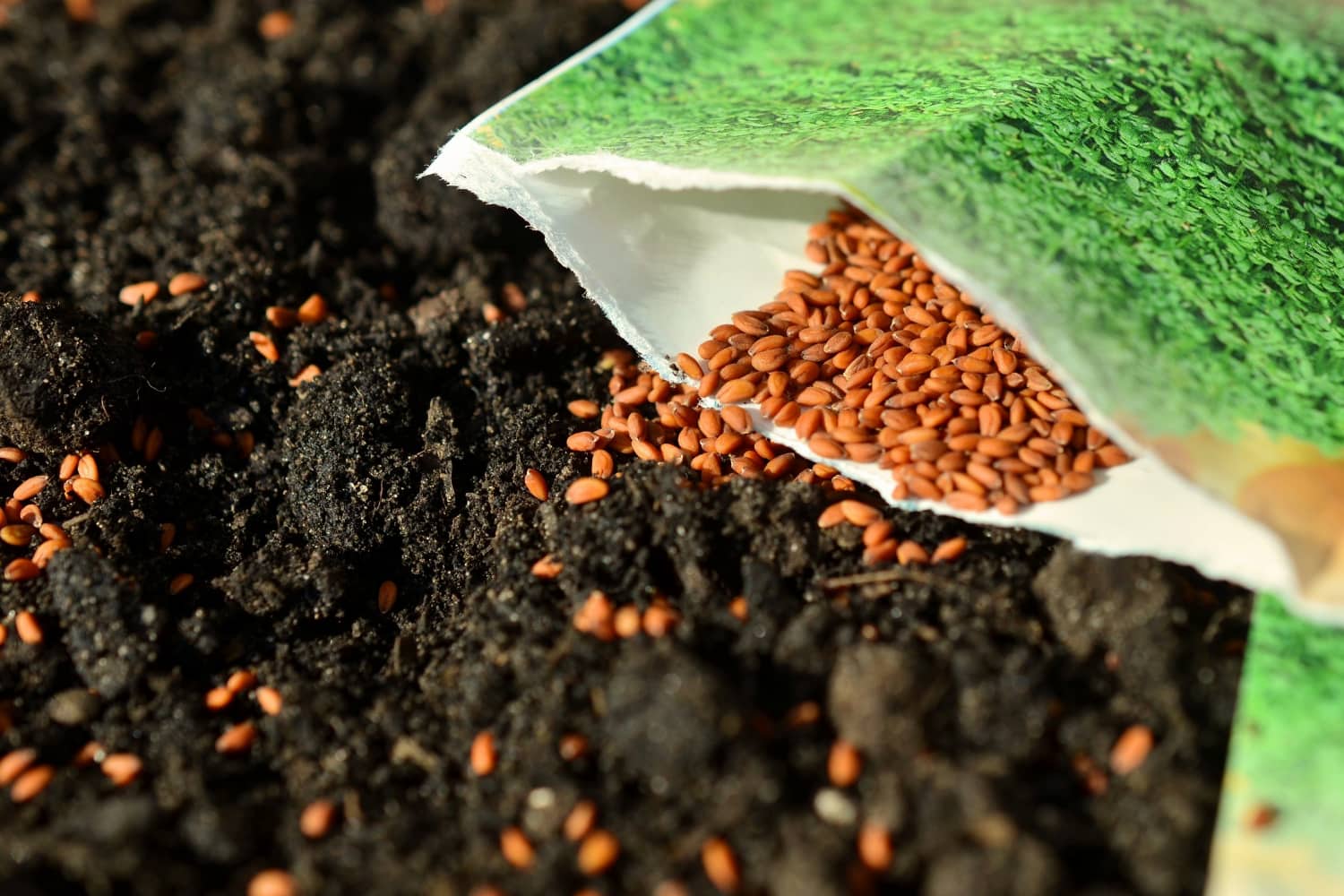 Seeds - BurlingtonGreen