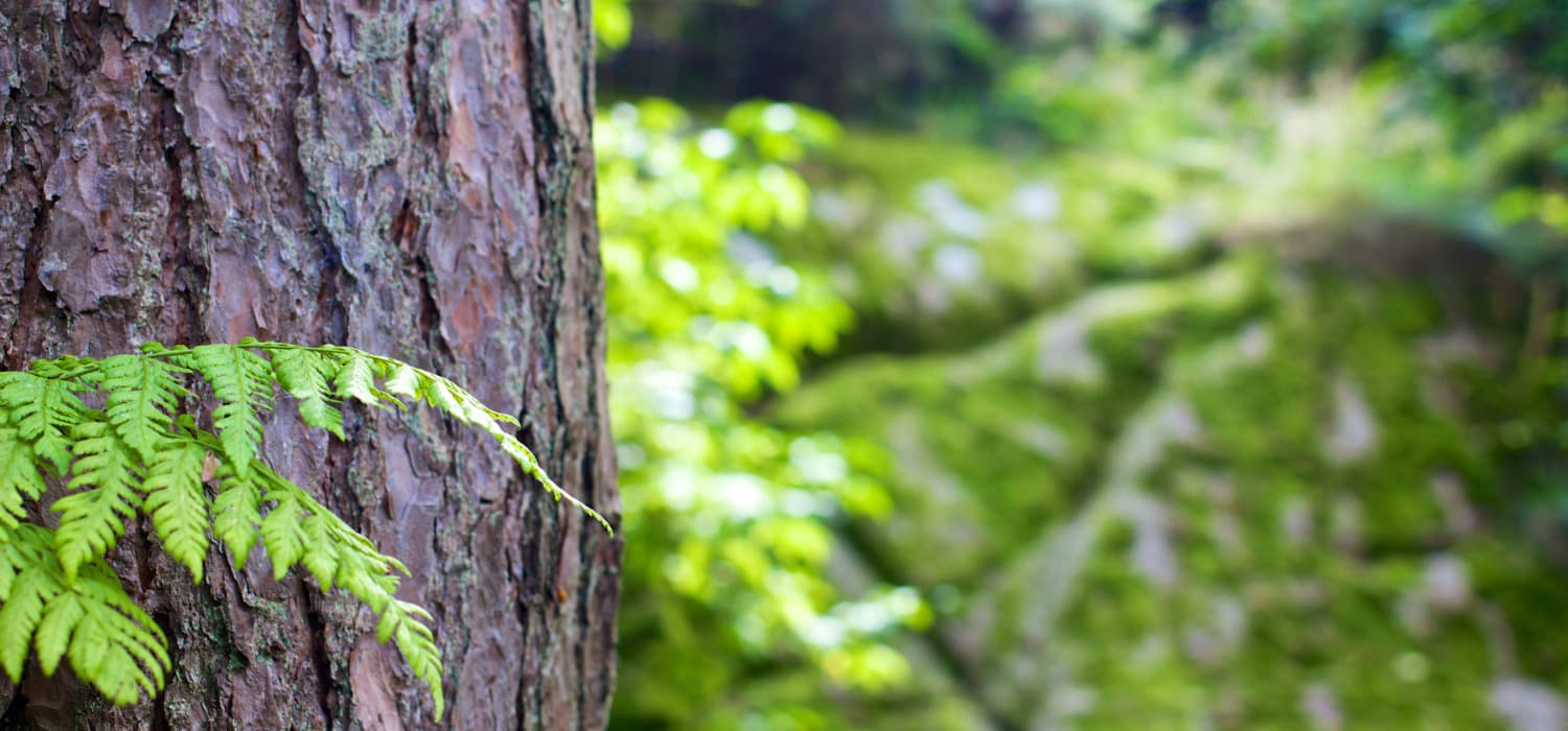 Let's Celebrate Trees Together - BurlingtonGreen