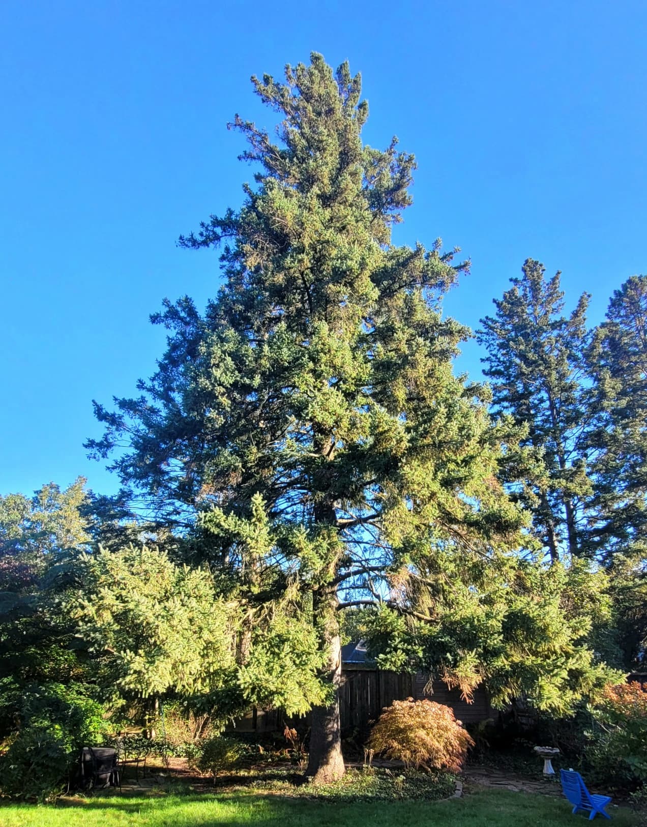 Tree Photo Contest Winner! - BurlingtonGreen